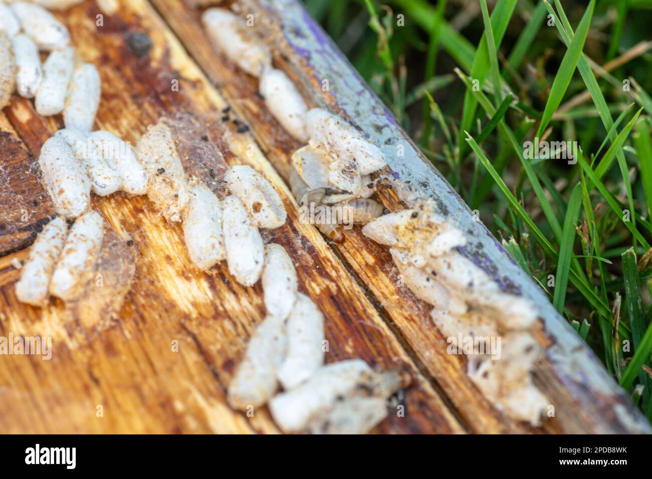 Fully-grown larvae form cocoons in comb debris, attached to frame or ...