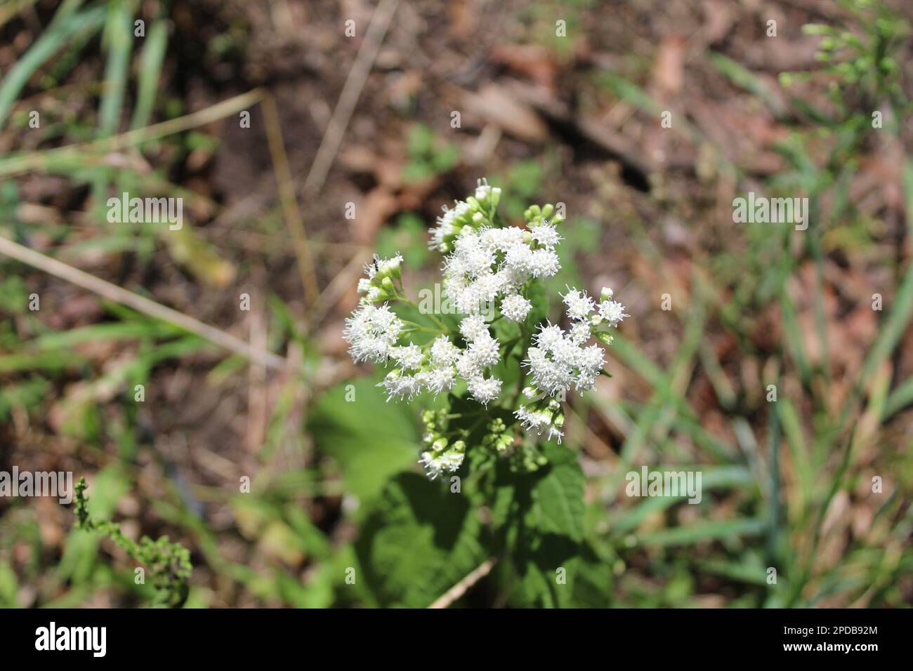 White snakeroot in bright sun at Miami Woods in Morton Grove, Illinois ...