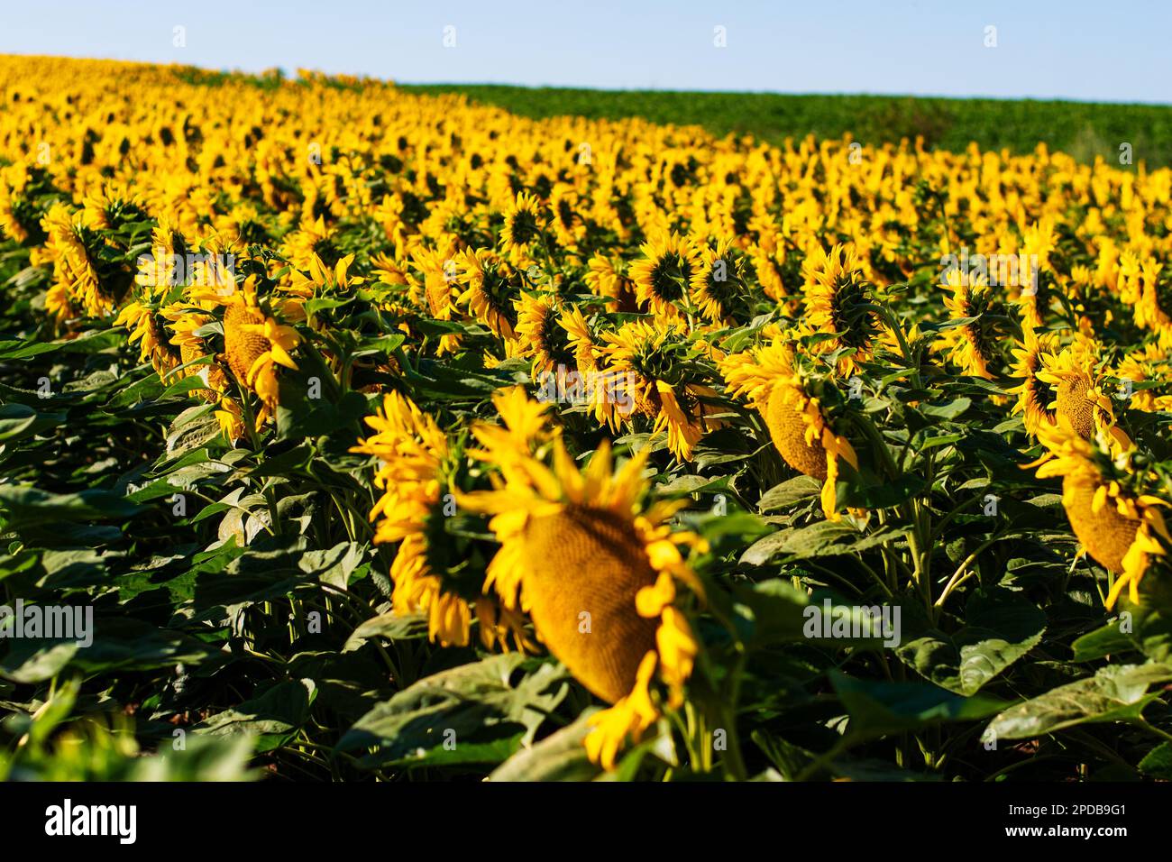 Panorama of sunflowers. Many sunflowers bloom in summer Stock Photo - Alamy