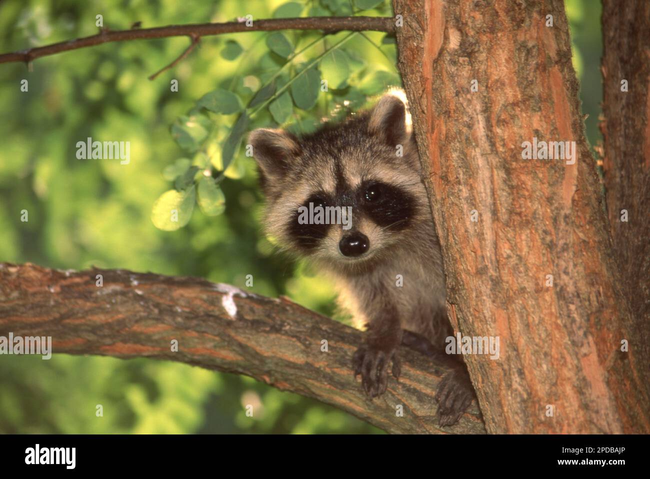An adorable young raccoon peeking down from a tree limb among leaves ... An adorable young raccoon peeking down from a tree limb among leaves ...