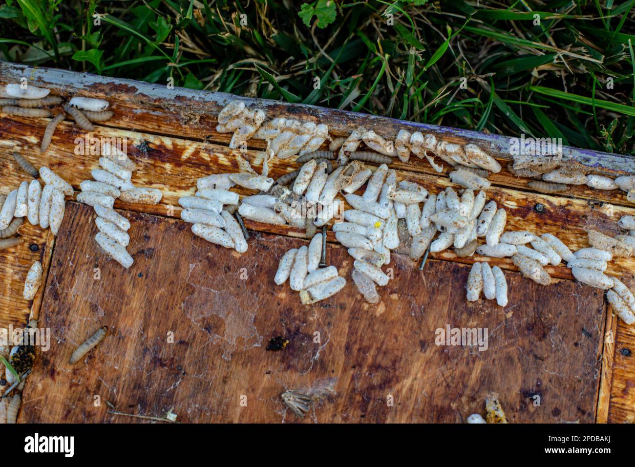 Fully-grown larvae form cocoons in comb debris, attached to frame or ...