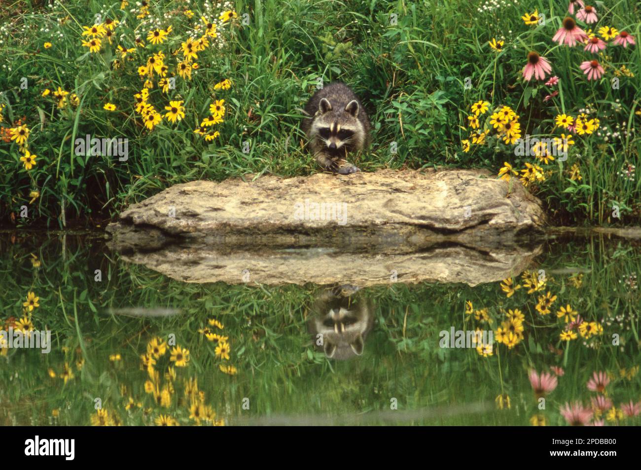 Raccoon eating fish hi-res stock photography and images - Alamy