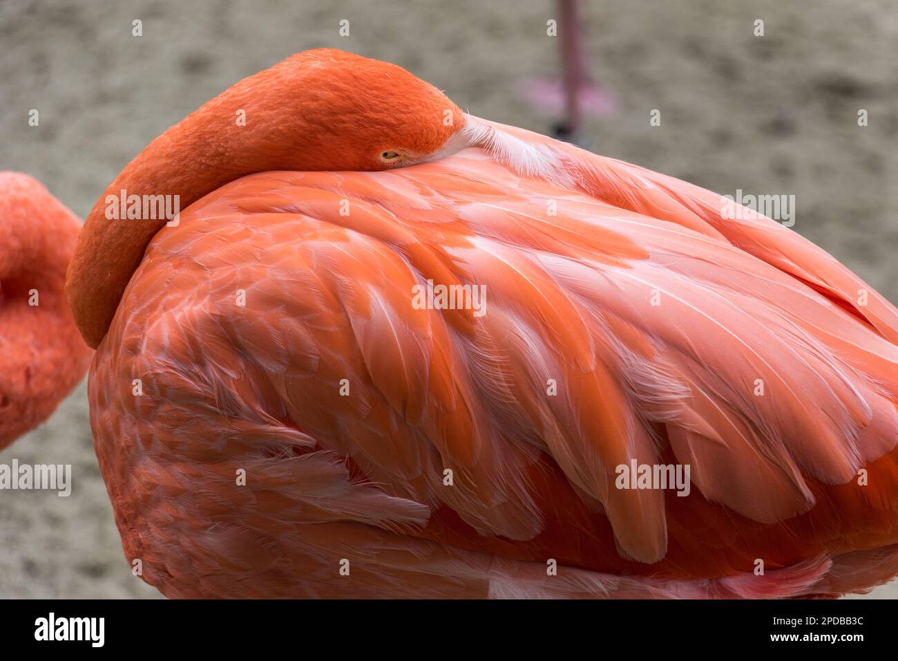 Pink Flamingo Tucking Its Head into Its Body Stock Photo - Alamy