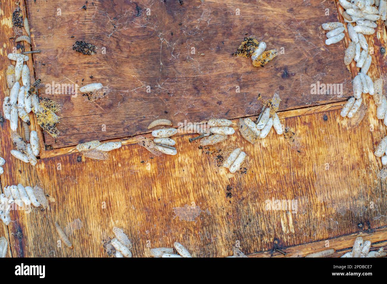 Fully-grown larvae form cocoons in comb debris, attached to frame or ...