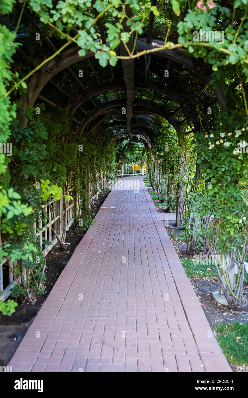 Trellis Covered Rose Garden Walkway Stock Photo - Alamy