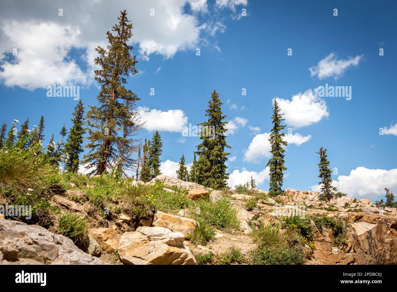 Coniferous trees on mountain side Stock Photo - Alamy