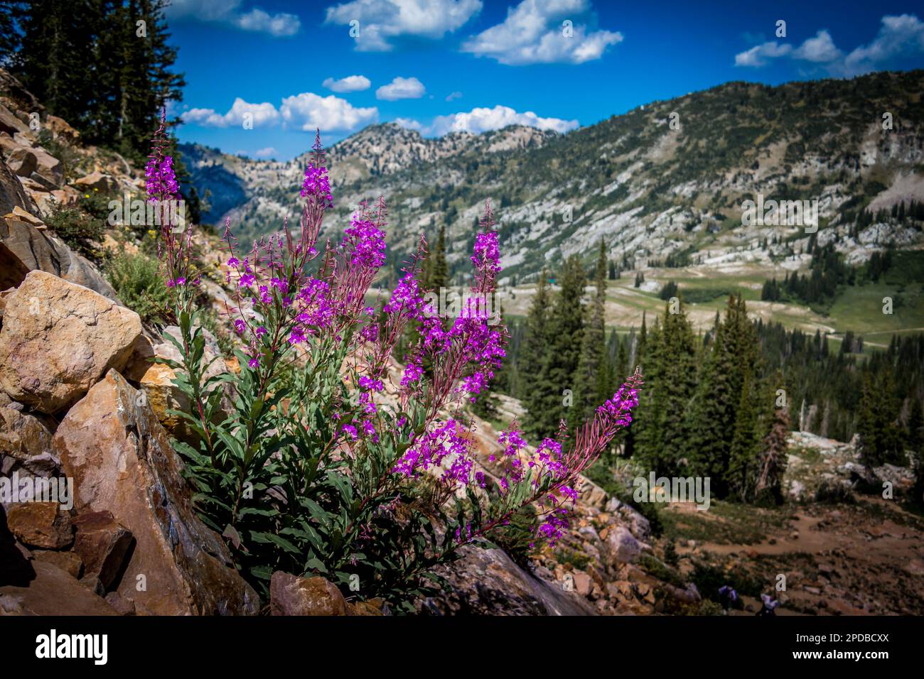 Purple wildflowers on the side of a mountain Stock Photo - Alamy