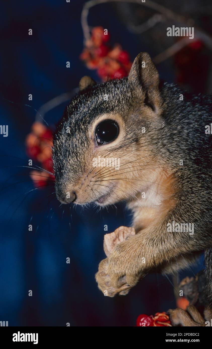 An Eastern fox squirrel holding a nut close up side view smiling framed ...