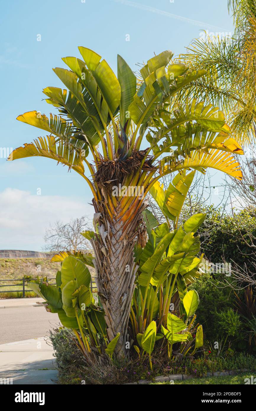 Giant Bird of Paradise close-up in city park. The massive evergreen ...