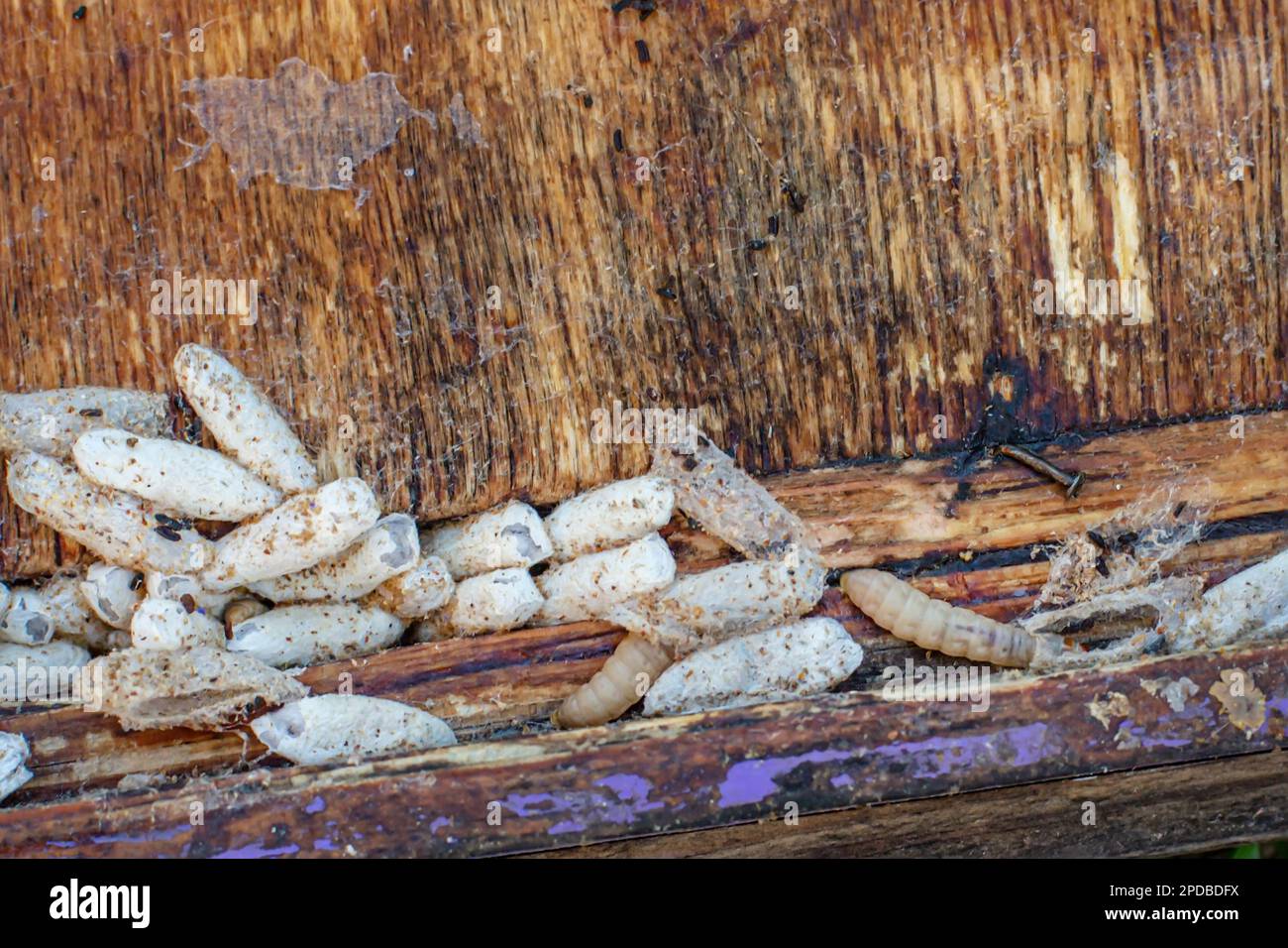 Fully-grown larvae form cocoons in comb debris, attached to frame or ...