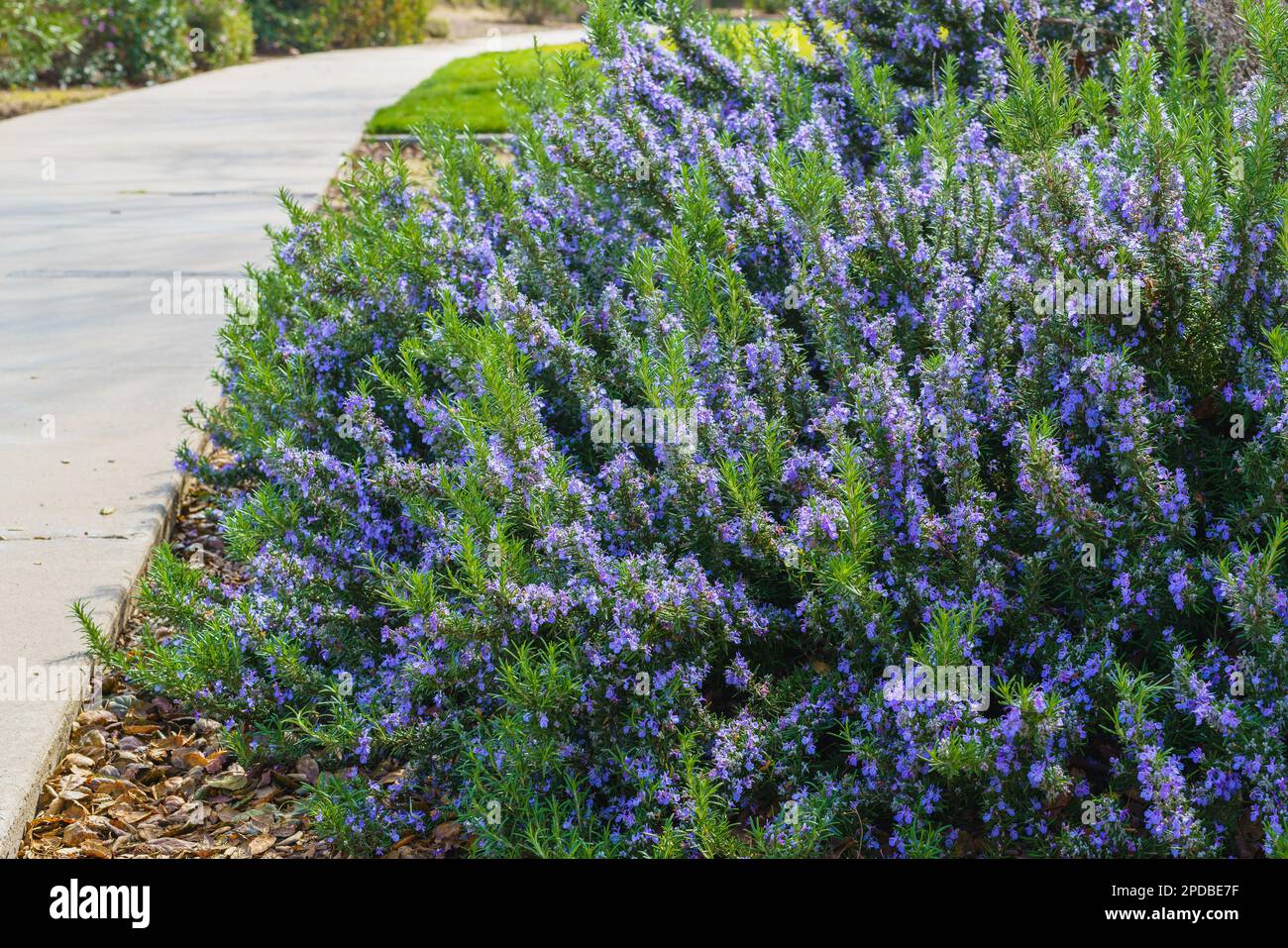 Rosemary in bloom in city park. Rosemary bushes planted along the ...