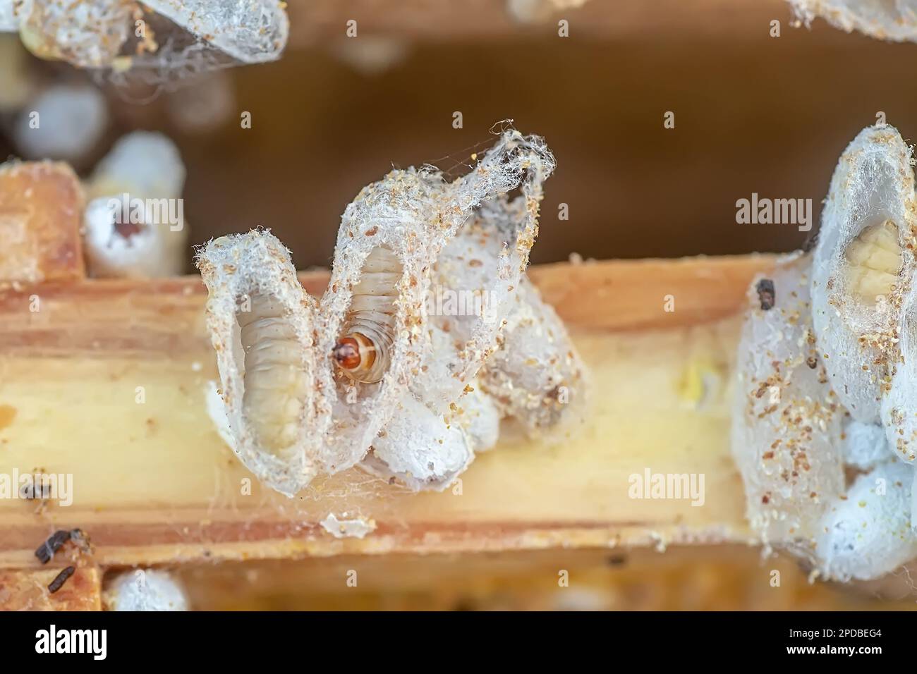 Fully-grown larvae form cocoons in comb debris, attached to frame or ...