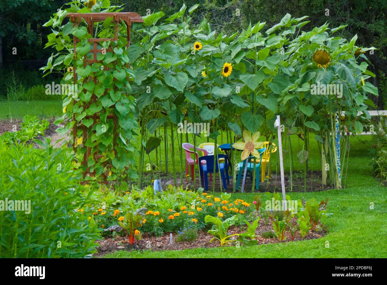 The outdoor sunflower room in the childrens community garden, Yarmouth ...