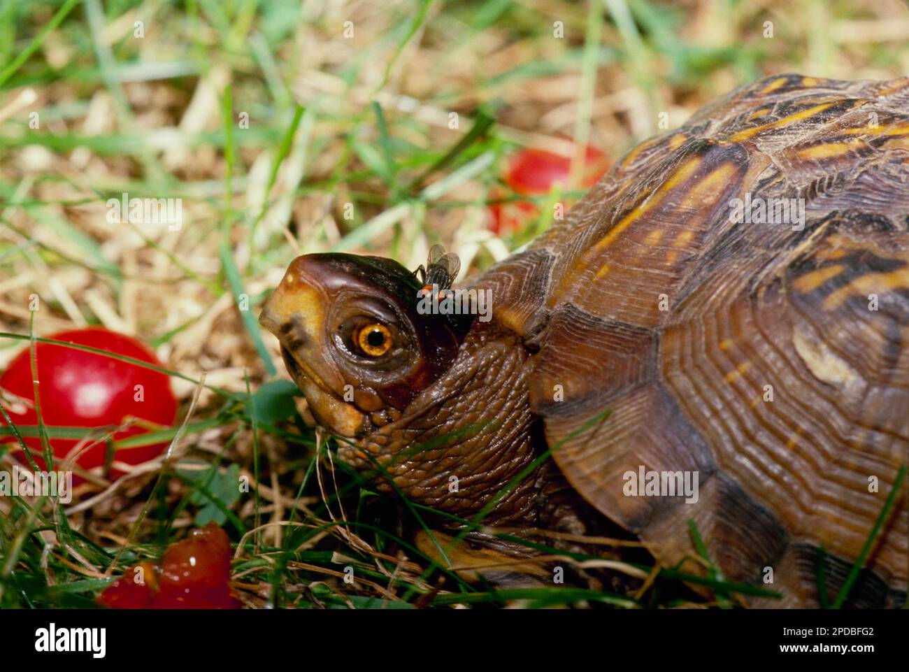 Housefly mouth hi-res stock photography and images - Alamy