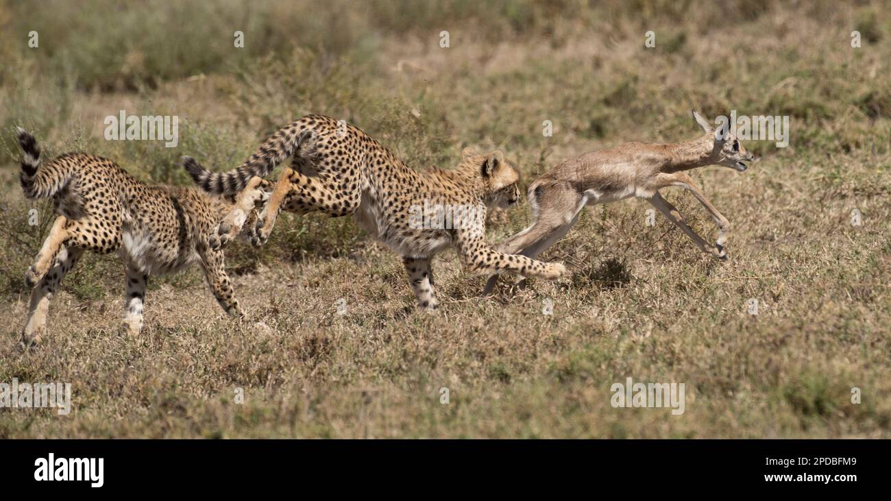 Cheetah Chasing Impala