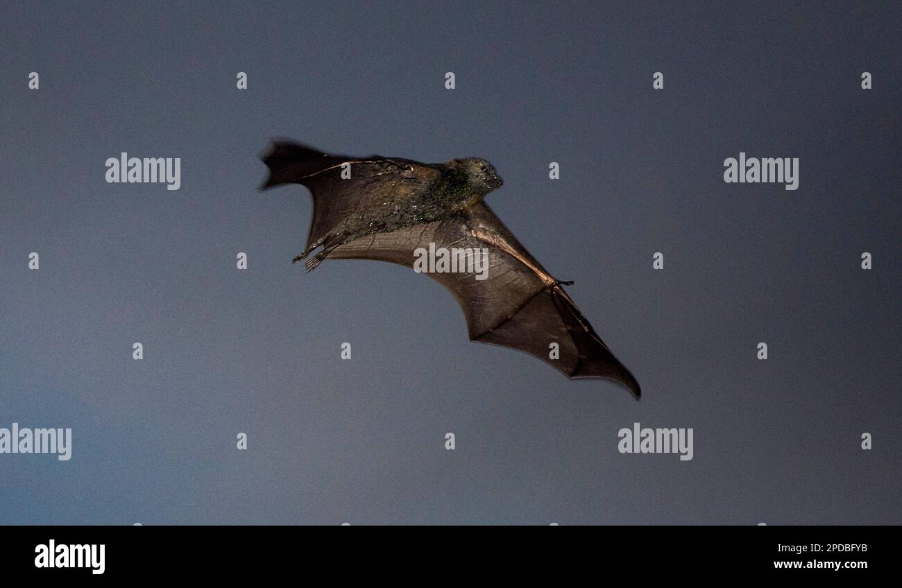 Bat feed hi-res stock photography and images - Alamy