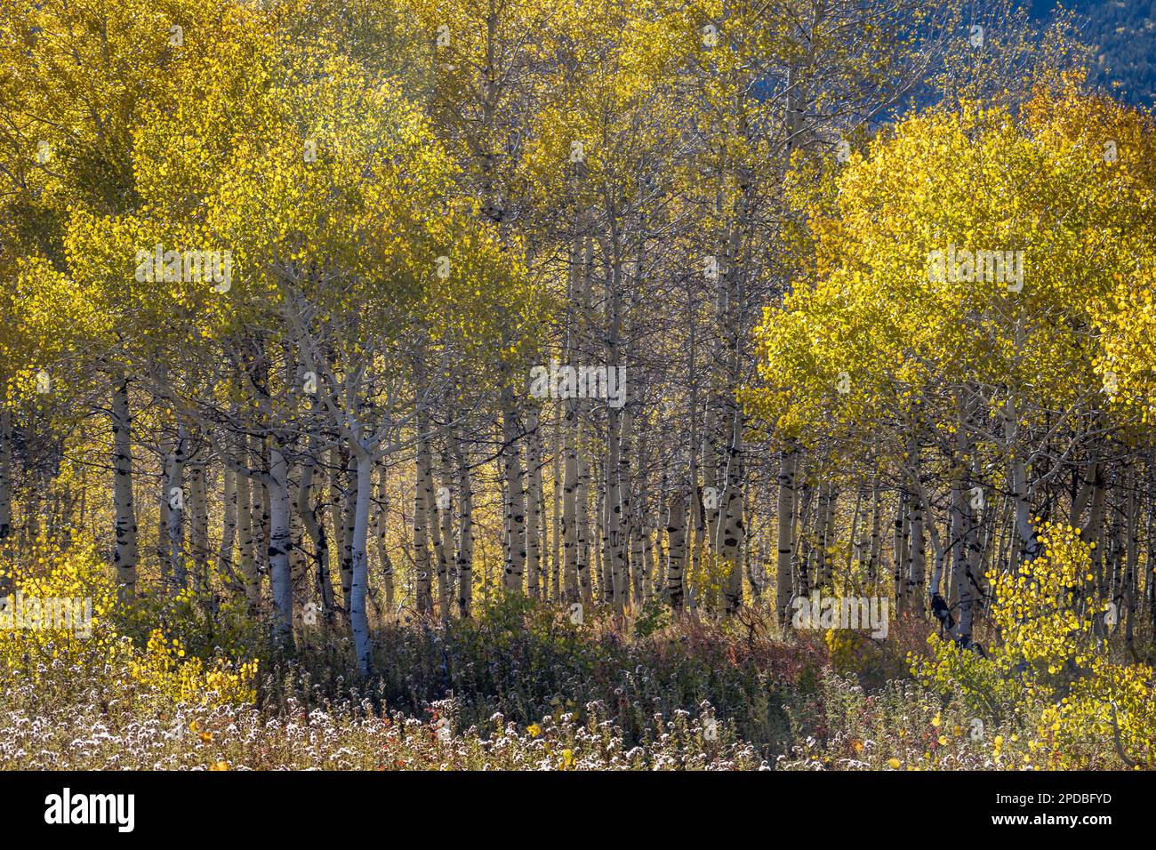 Grove of Golden Yellow Aspen Trees in the Mountains Stock Photo - Alamy
