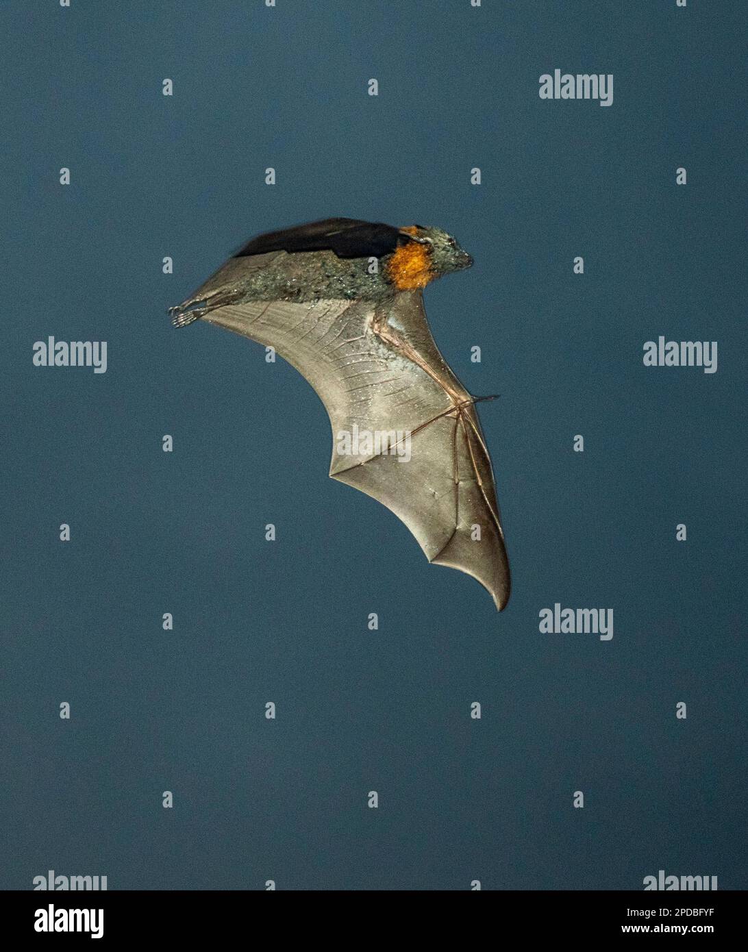 Grey headed flying fox bat heading out to feed Stock Photo - Alamy