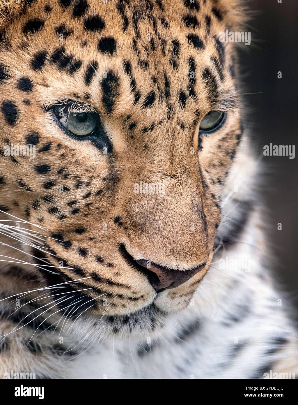 Female Amur leopard (close-up Stock Photo - Alamy