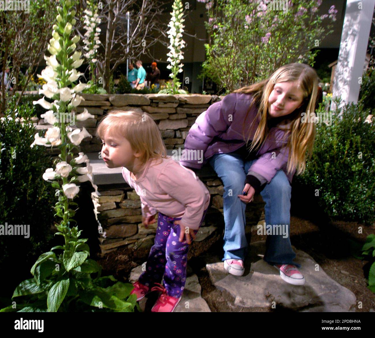 Camille Anctil, 2, of Southbridge, Mass., stops to smell the Camelot ...