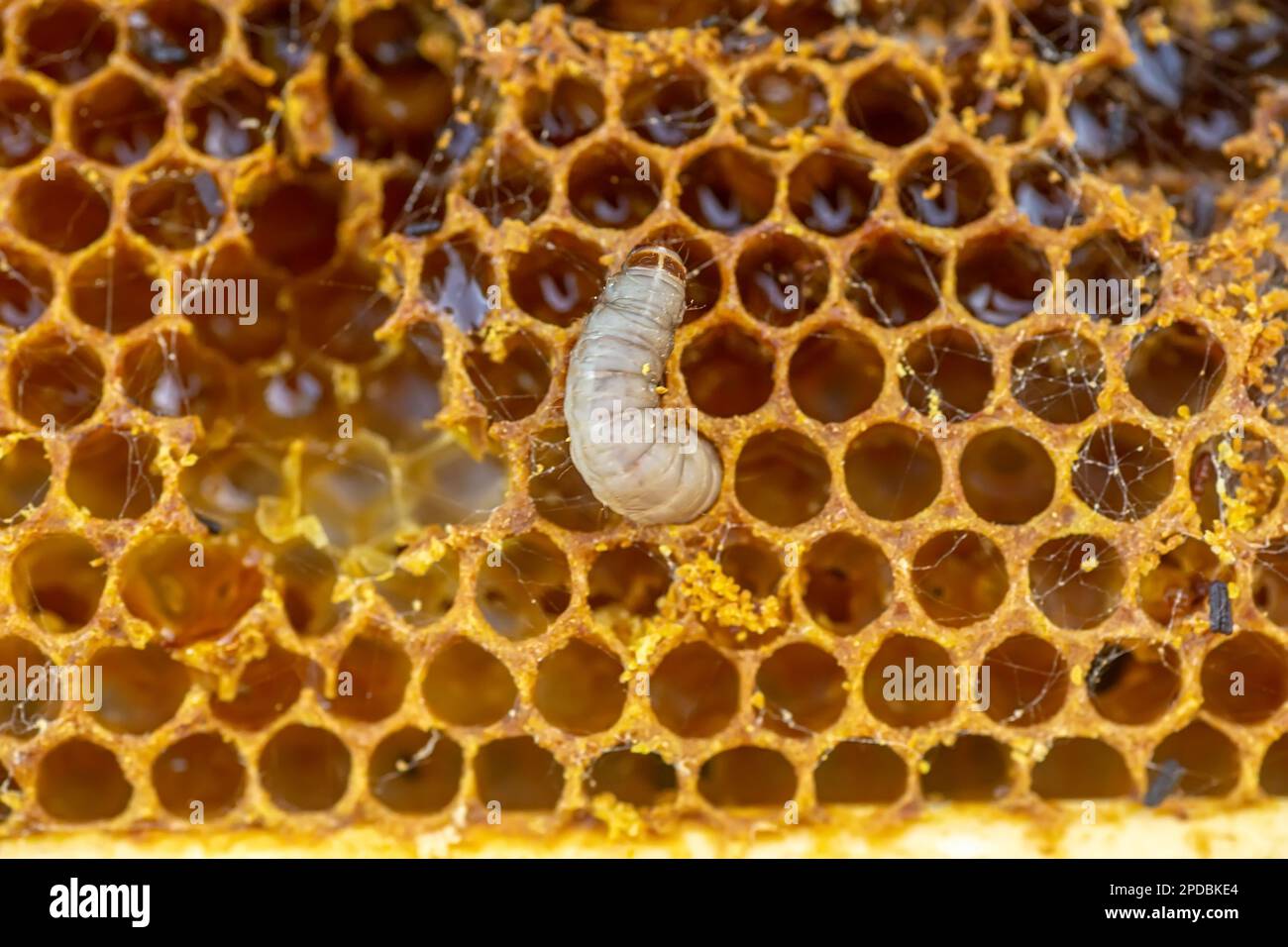 Waxworms, caterpillar larvae of wax moths, on damaged beeswax, frame ...