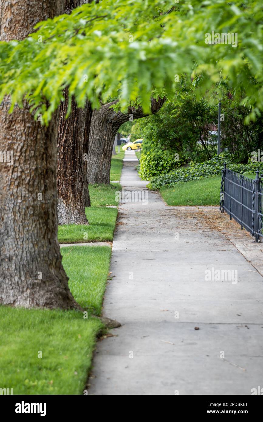 Sidewalk in Tree Lined Neighborhood Stock Photo - Alamy
