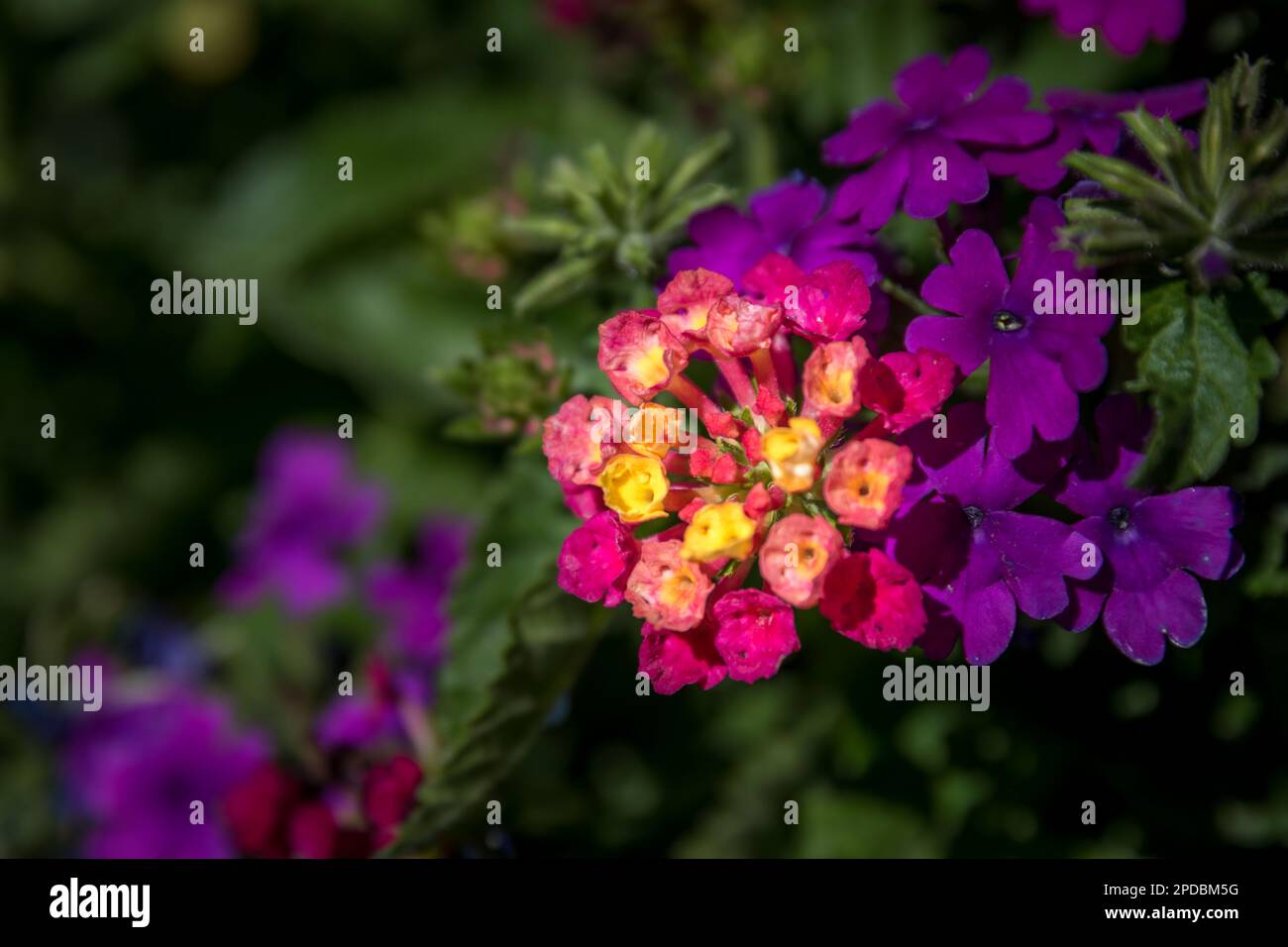 Beautiful Colored Clusters of Small Flowers Stock Photo - Alamy