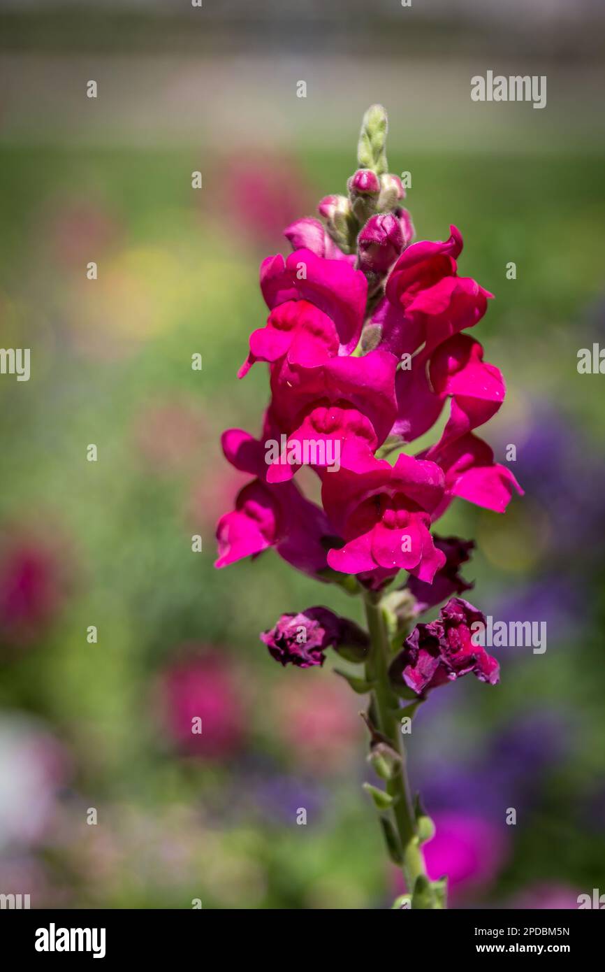 Snap dragons hi-res stock photography and images - Alamy