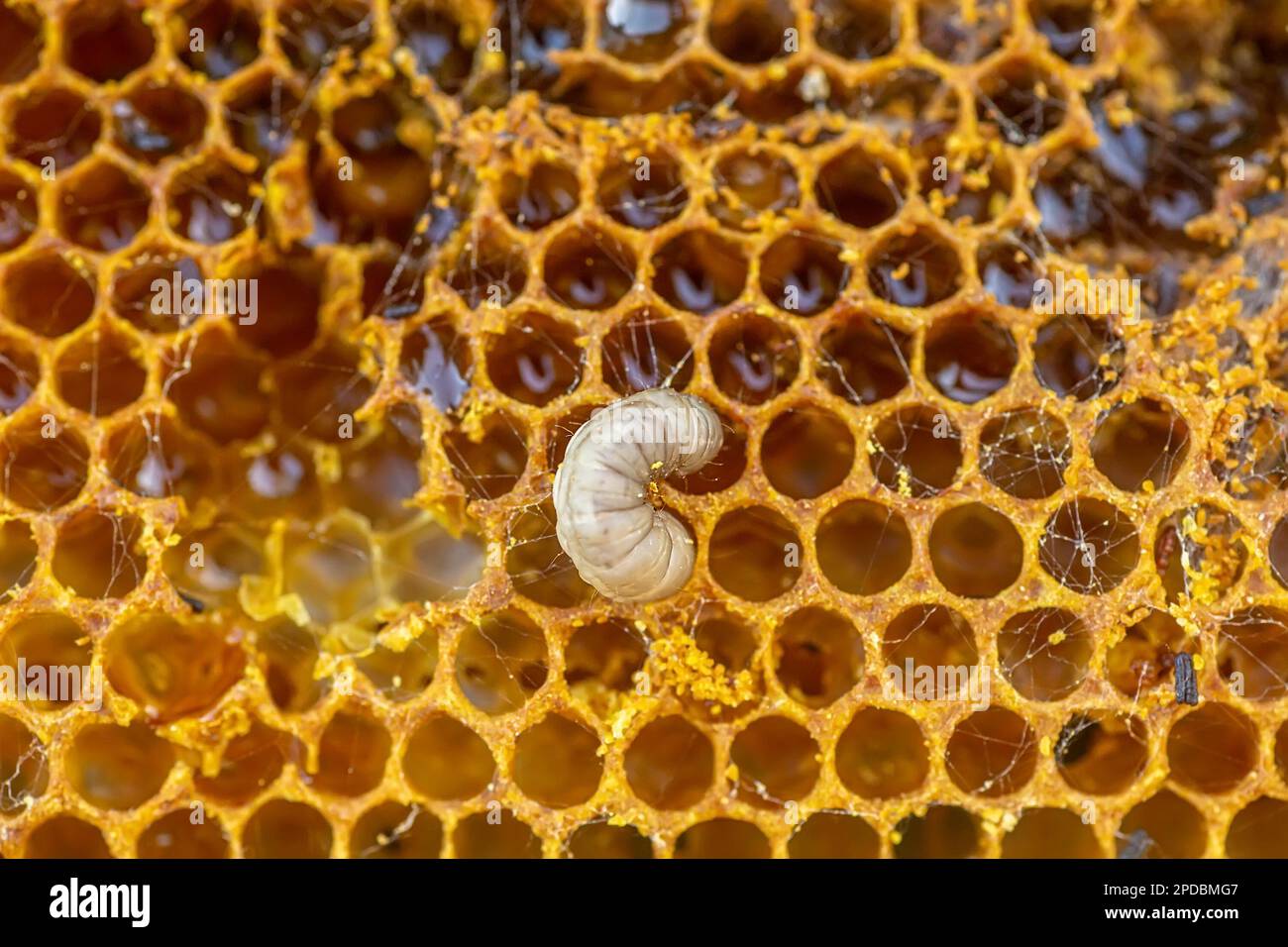 Waxworms, caterpillar larvae of wax moths, on damaged beeswax, frame with waxed wax moth Stock ...