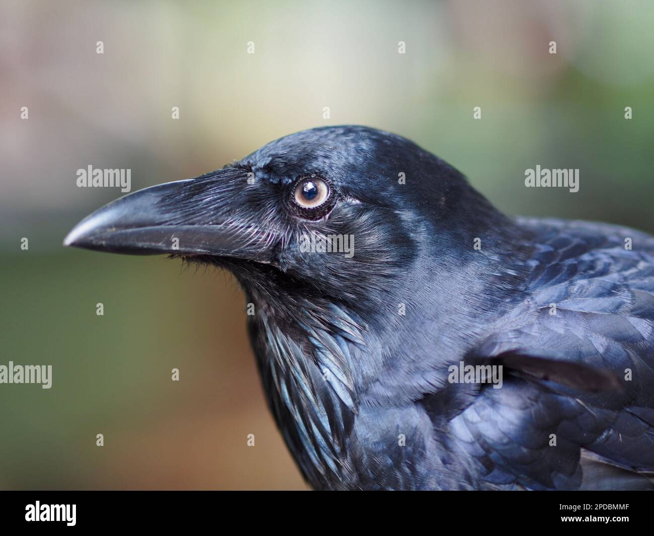 Magnificent keen eyed gorgeous Australian Raven with glossy black ...