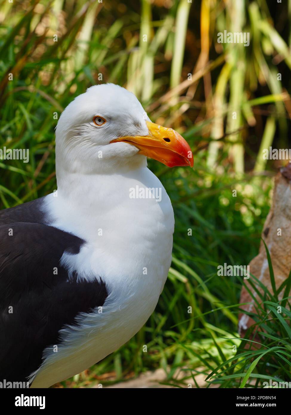 Sensational regal Pacific Gull with pristine white plumage and a ...