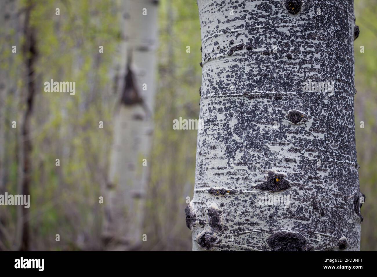 Trunk of Aspen Tree Off Centered to Left Stock Photo - Alamy