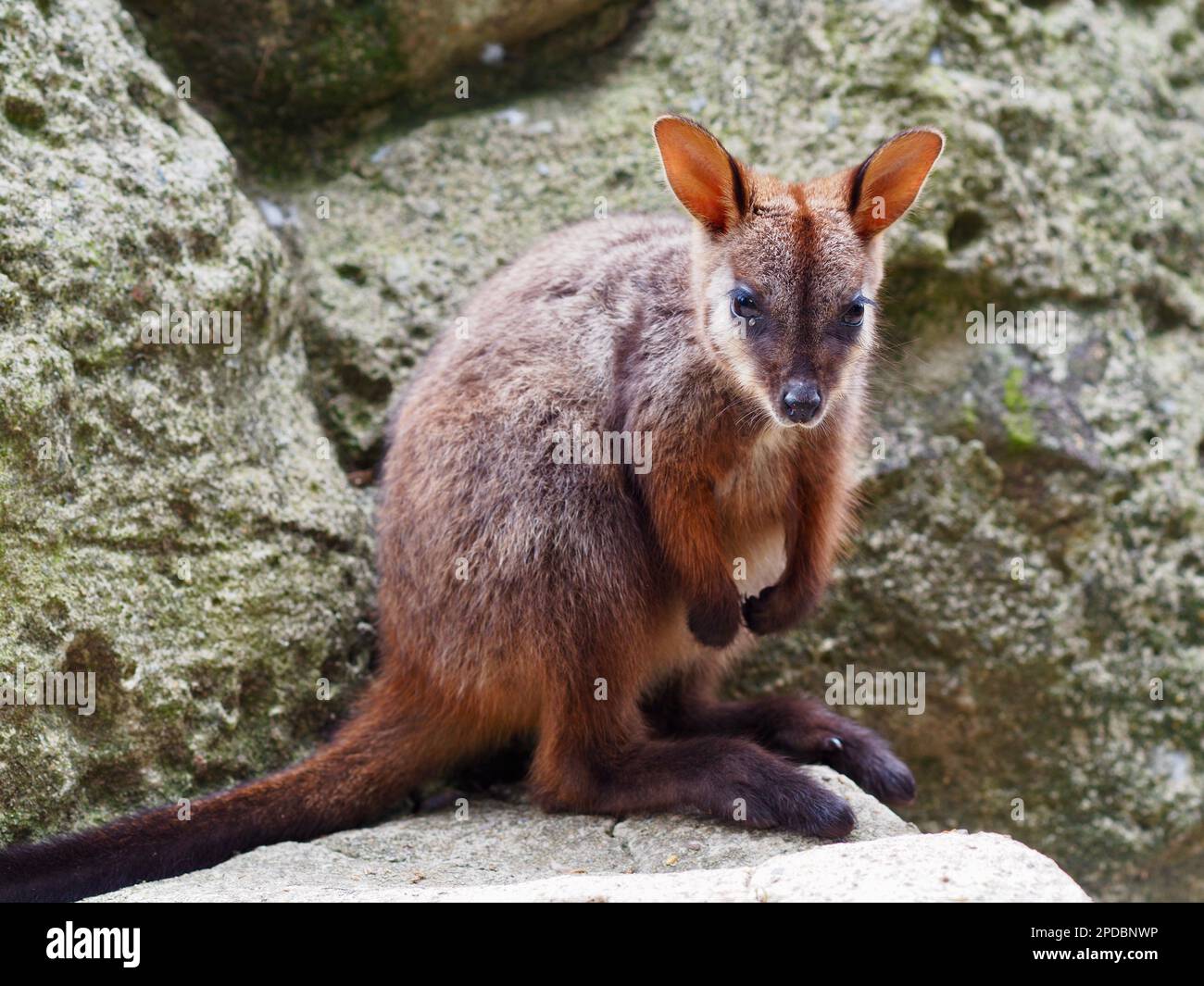 Foxes mating hi-res stock photography and images - Alamy
