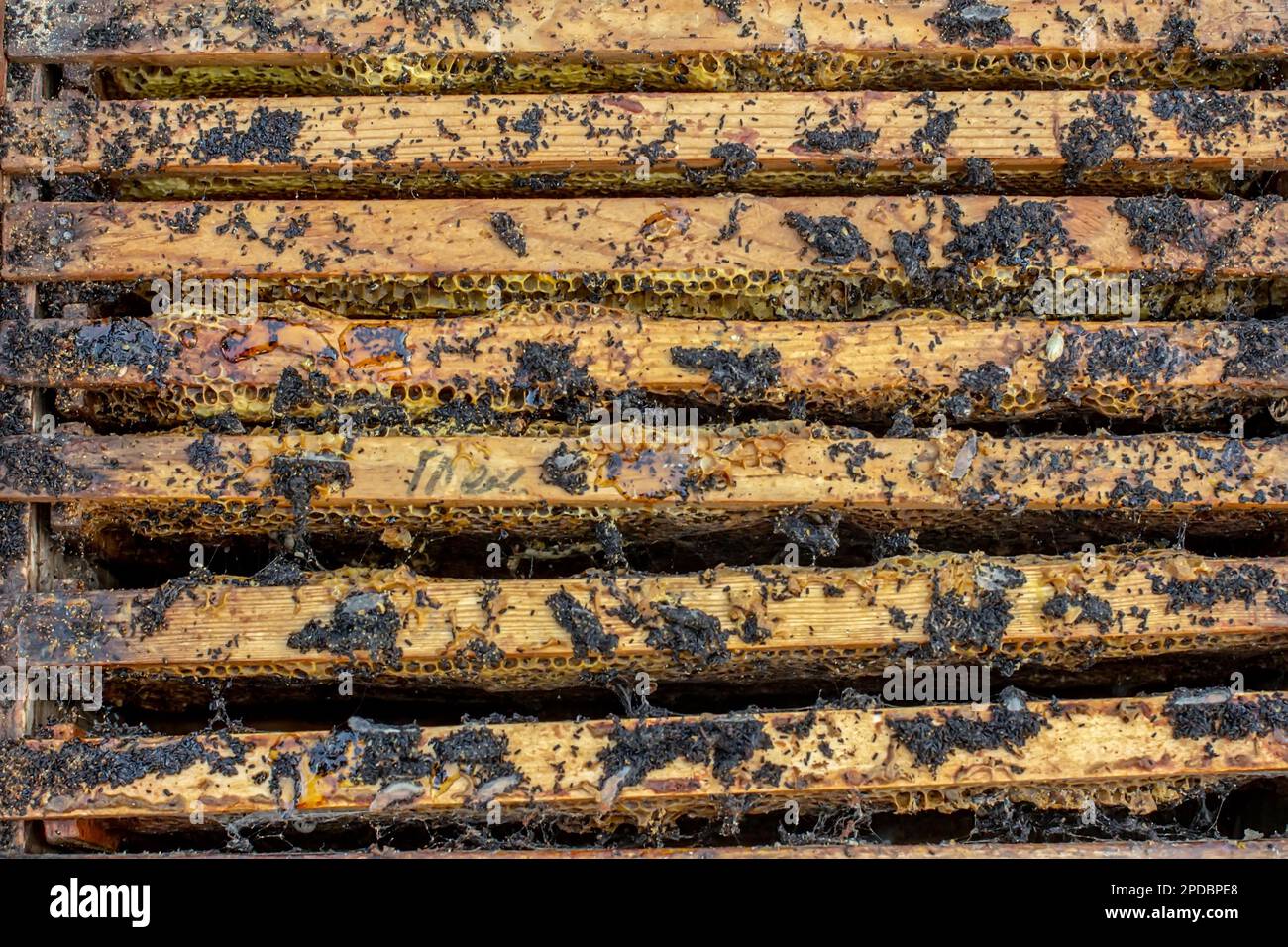 Wax moth larvae on an infected bee nest. cover of the hive is infected ...
