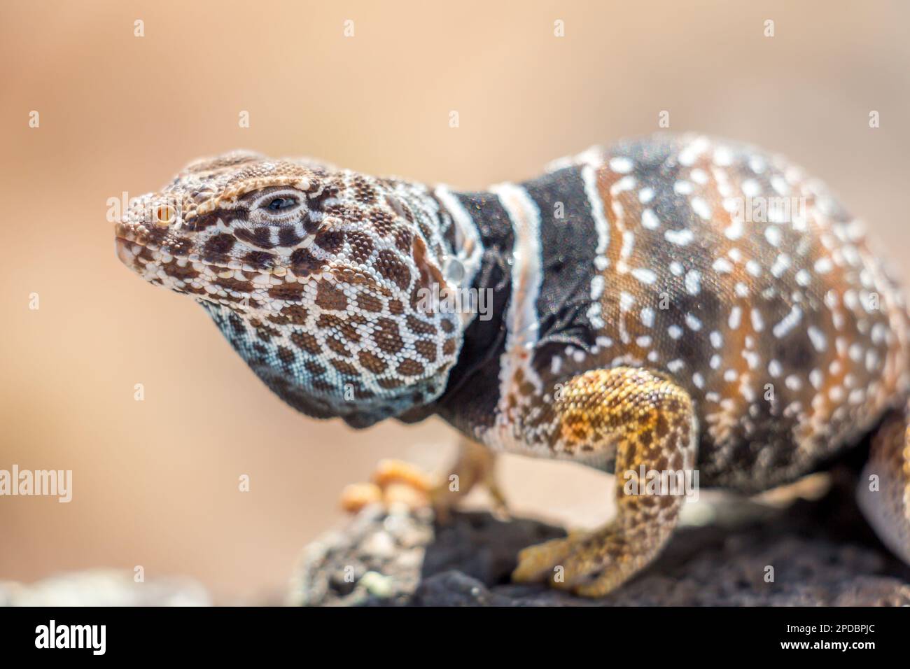 Common collared lizard hi-res stock photography and images - Alamy