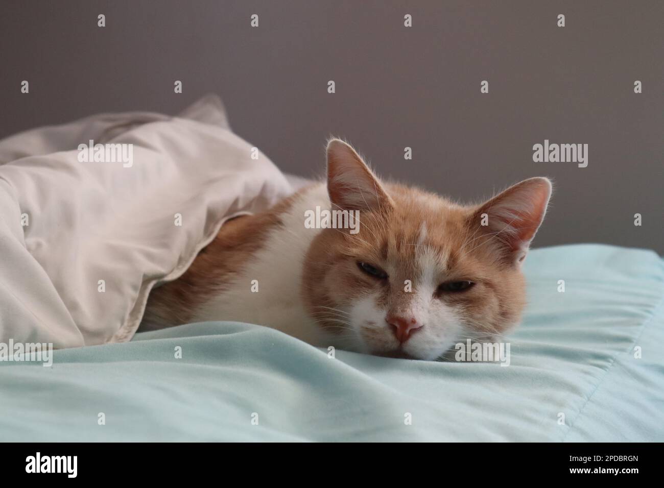 Cat taking a nap hi-res stock photography and images - Alamy