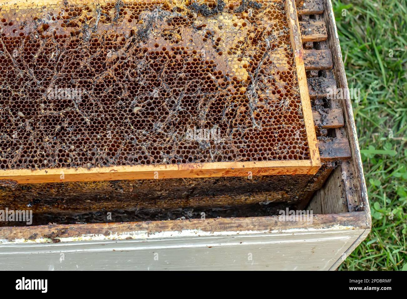 Wax moth larvae on an infected bee nest. cover of the hive is infected ...