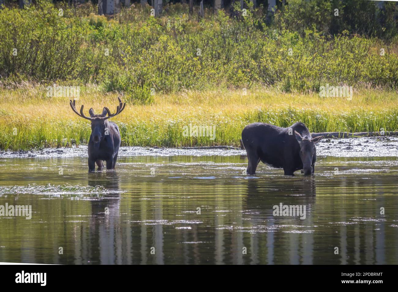 Two moose. A bull and a cow standing in the water at a mountain lake ...