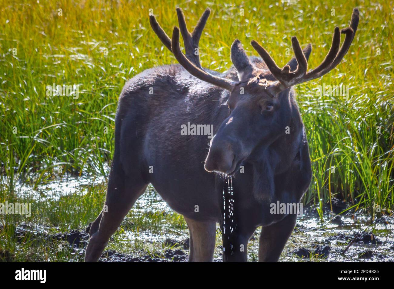 A bull moose with water dripping from chin Stock Photo - Alamy