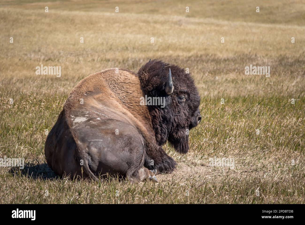 A large bison laying on the ground resting Stock Photo - Alamy