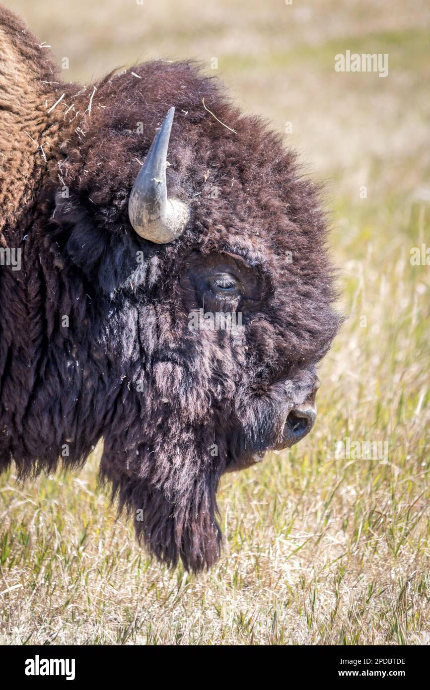 Close up profile of head of adult bison Stock Photo - Alamy