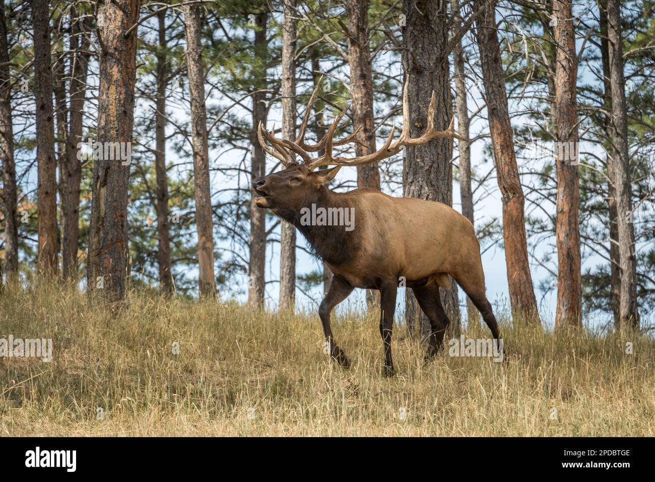 A large bull elk with large antlers bugling in the forest Stock Photo ...