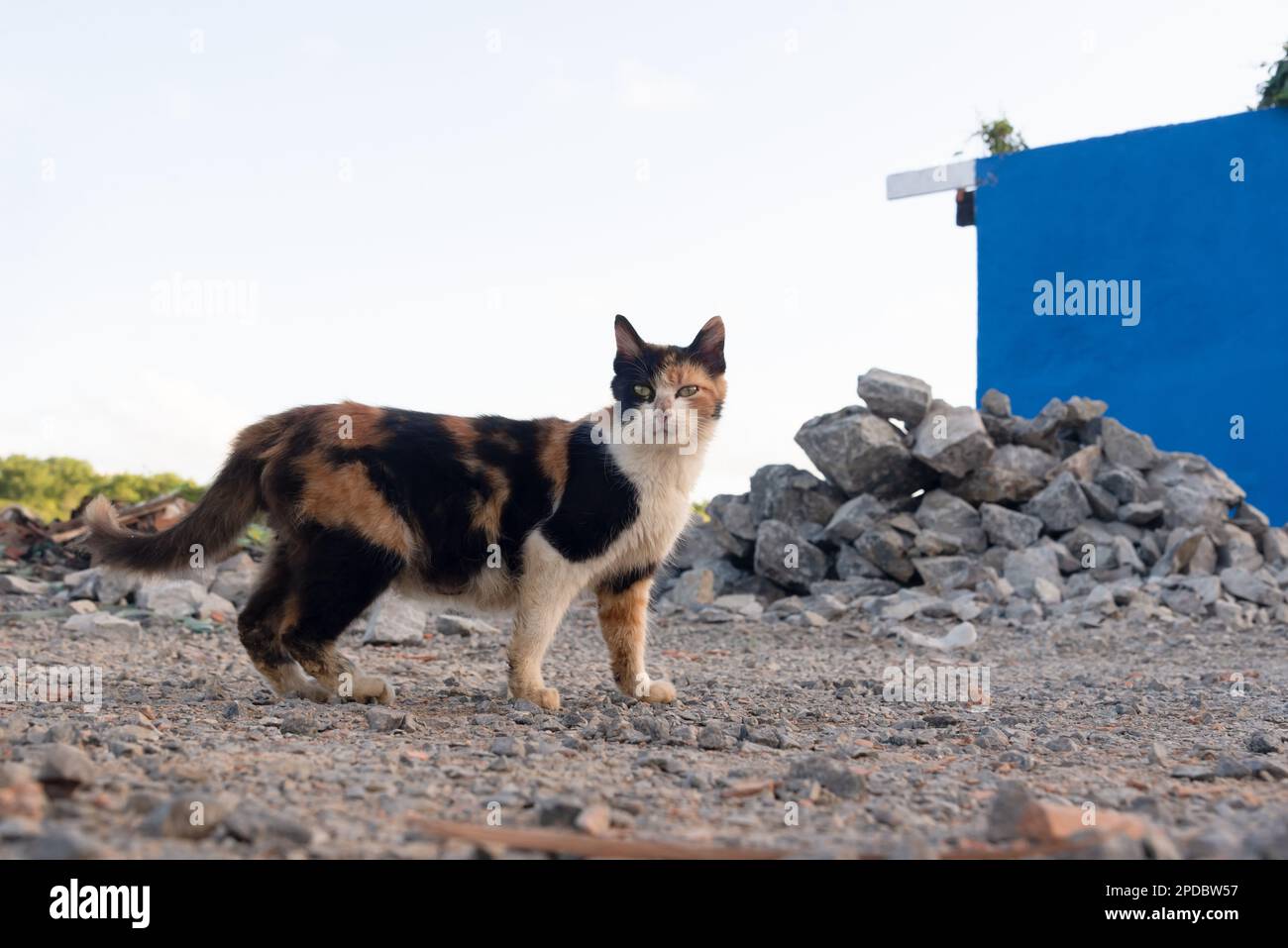 Portrait common tabby cat hi-res stock photography and images - Alamy