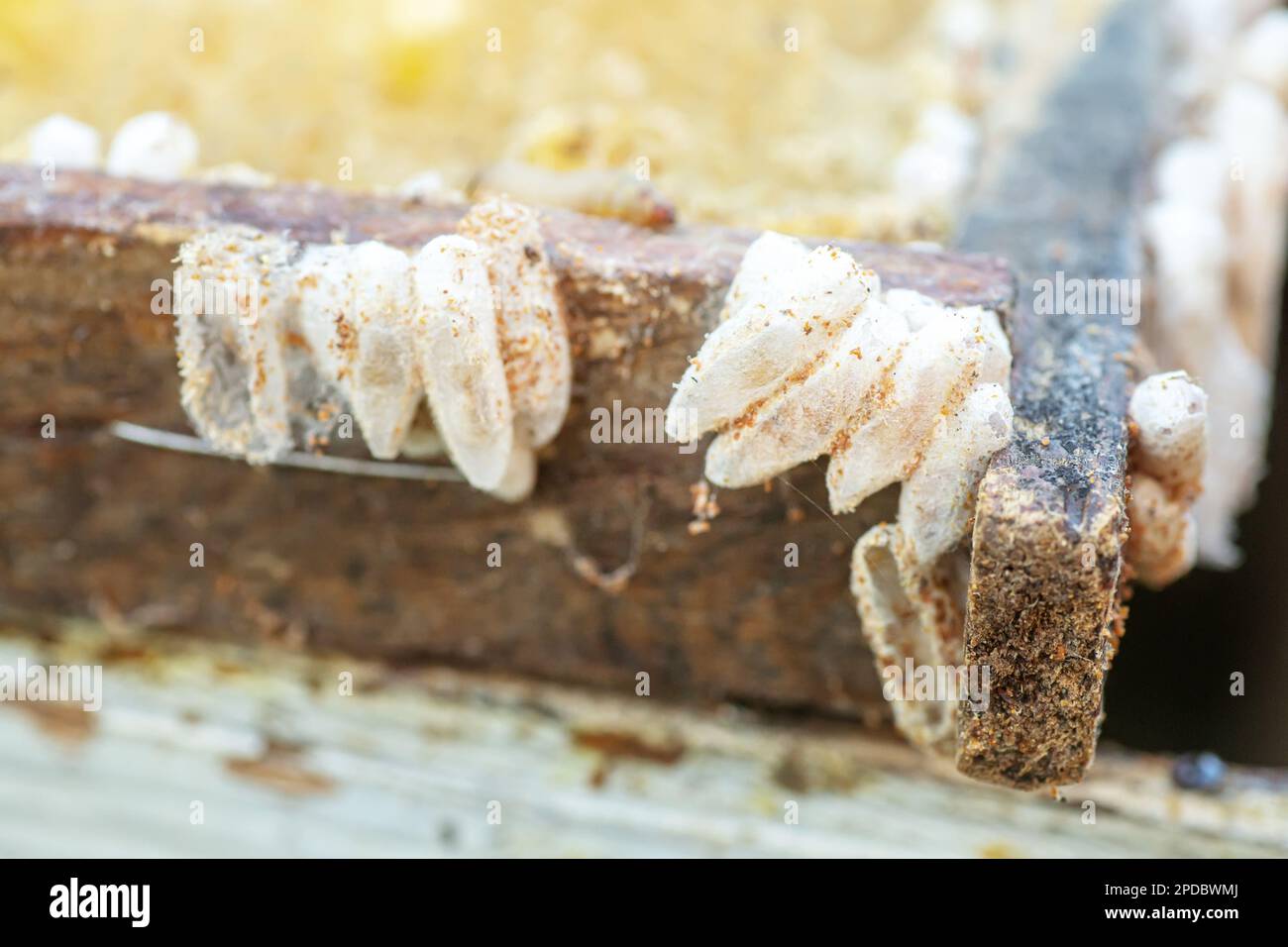 Fully-grown larvae form cocoons in comb debris, attached to frame or ...