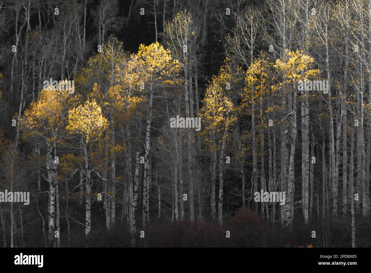 Aspen trees with backlit autumn leaves lit by morning sun Stock Photo ...