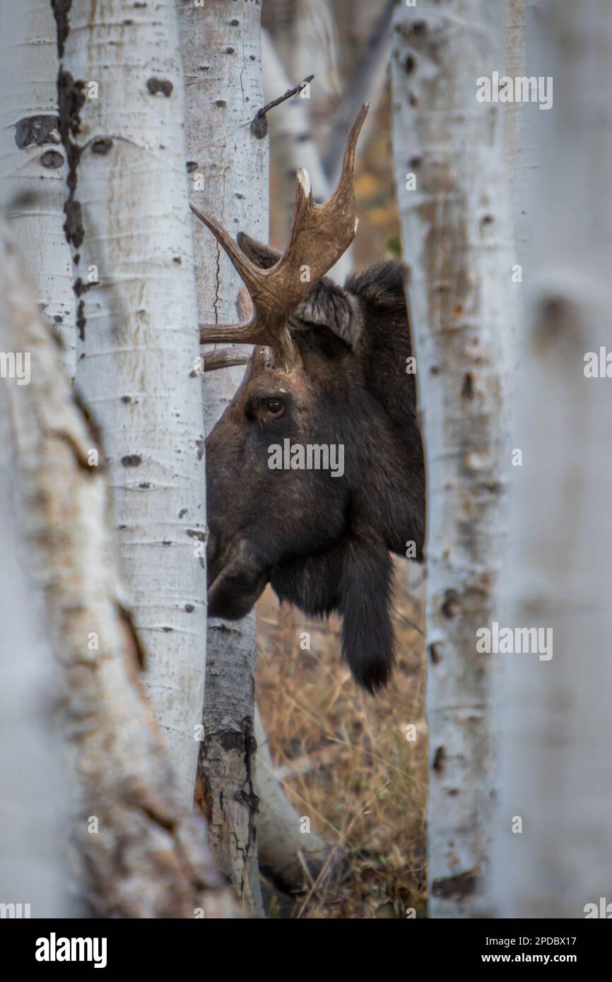 Large Bull Moose standing among Aspen Trees looking out Stock Photo - Alamy