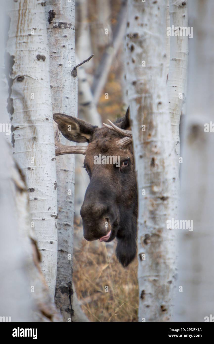 Large Bull Moose standing among Aspen Trees looking out Stock Photo - Alamy