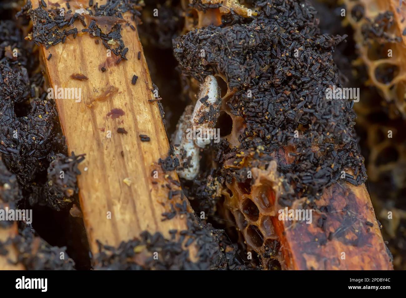 ends of frame stained with wax moth dropping. Wax moth larvae on an ...