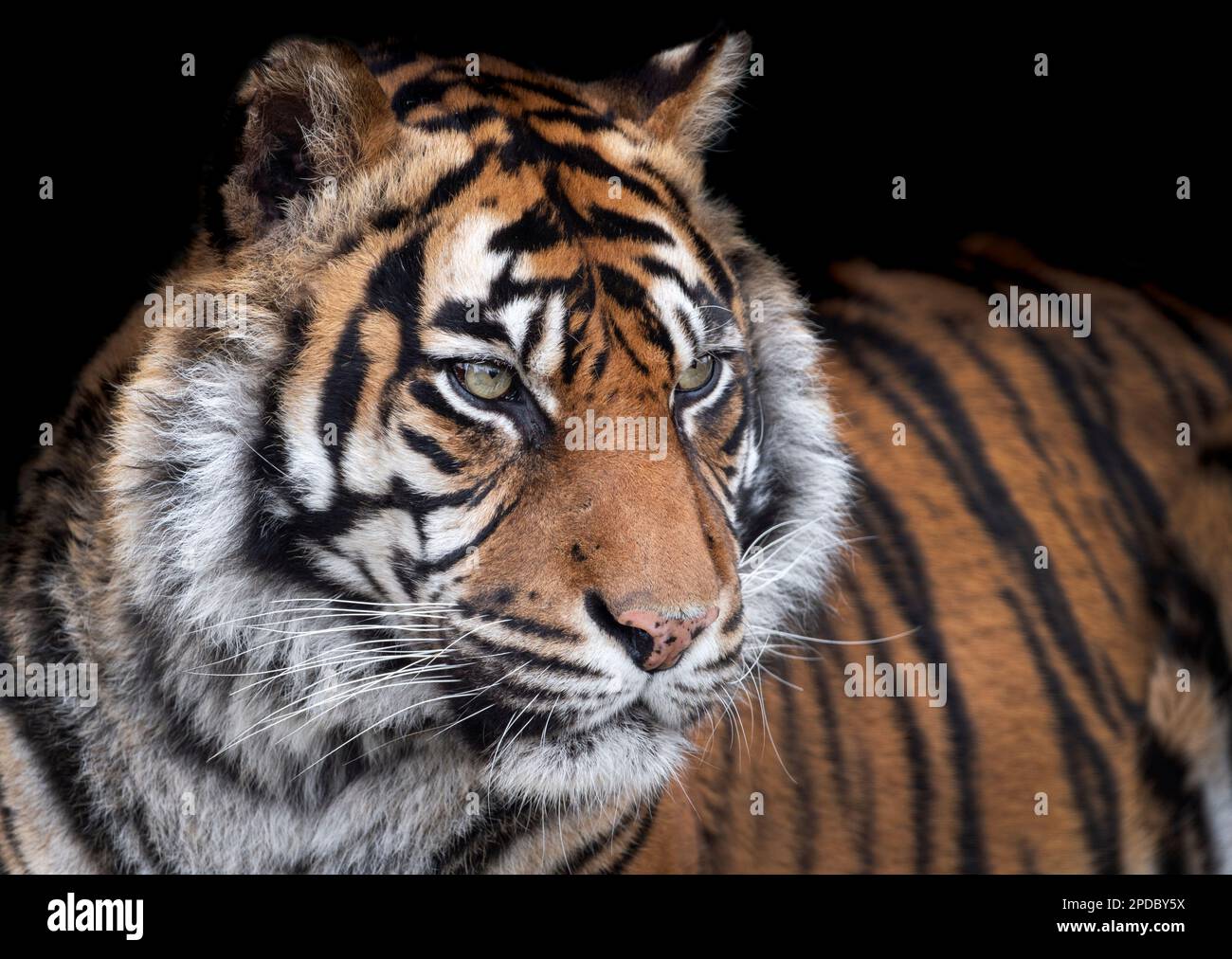 Female Sumatran tiger (profile view Stock Photo - Alamy