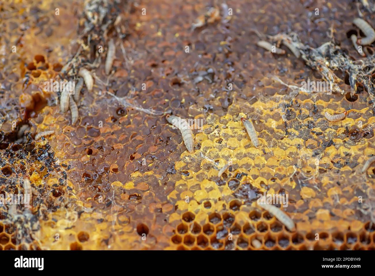 Waxworms, caterpillar larvae of wax moths, on damaged beeswax, frame ...